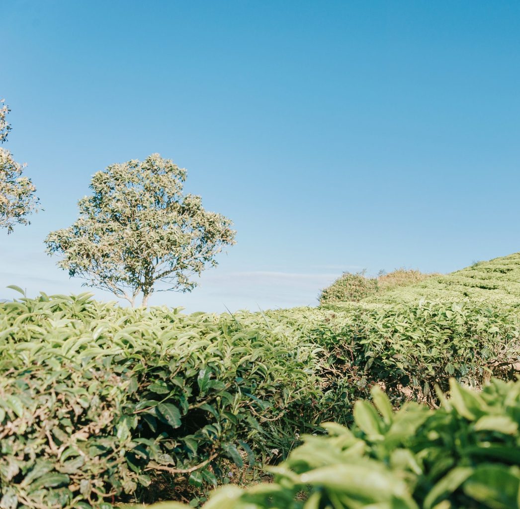 tea tree – Madeira Weekly